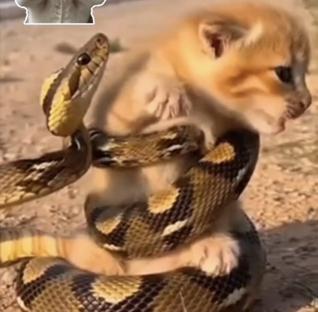 Snake Attacks Tiny Kitten—But What the Mother Cat Does Next Saves Its ...